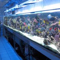 China 6mm Clear 93% Light Transmittance Acrylic Sheet for Aquariums and Swimming Pools - 2-40mm Thickness Options for sale
