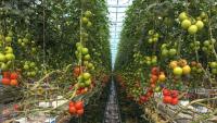 China High Wire Tomato Waterproof Greenhouse Lights Passive Cooling for sale