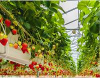 China Strawberry Cultivation Greenhouse Led Grow Light Supplemental Lighting For Soft Fruit for sale