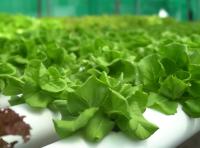 China Lettuce Leafy Greenhouse Led Grow Light Improves Taste Red Coloration Yields for sale