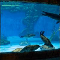 China Custom Acrylic Aquarium Underwater Tunnel, Panoramic Transparent Seabed Corridor, Viewing Passage for Aquarium/Theme Park for sale