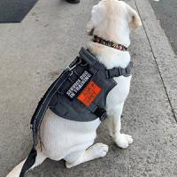 China Fabric Embroidered Service Dog Do Not Pet and Distract Harness Decoration Patches with Hook Loop Fastener for sale