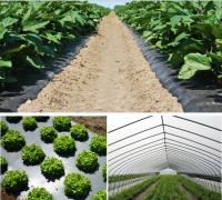 China Agricultural PE Film, Agriculture Polyethylene, Film, mulch films, horticultural polyethylene film for sale