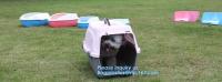 China Transport Box Pet Air Box Travel Carrier Cages Portable Plastic Dog Carrier, Dog Box Cages------Durable Plastic Aviation for sale