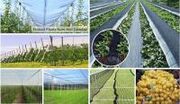 China agriculture in 40g with customizable sizes,100% virgin hdpe anti hail net, Hail Protection Net for Agriculture, Made in for sale