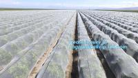 China Plastic Anti Bird/Hail/Insect Plants Protection Net for Agriculture,insect repellent net/20x10 Anti Aphid Net/Greenhouse for sale
