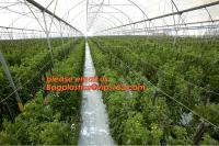 China cheap and durable plastic colored anti mosquito netting/window insect screen,Industrial Agricultural Greenhouses use 2m for sale