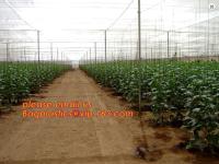 China cheap and durable plastic colored anti mosquito netting/window insect screen,Industrial Agricultural Greenhouses use 2m for sale