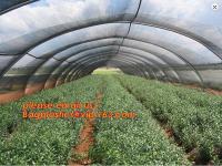 China 30 mesh anti insect farm nets for greenhouse,100% pe transparent color greenhouse anti insect net for plant, agriculture for sale