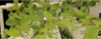 China potato plant pot with plastic material,planting pots potato basin, Hydroponic vertical growing systems PP plant flower for sale