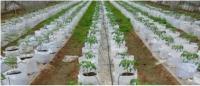 China Tomato Potato Carrot Onion Peanut Growing Pot Garden Planter Pot,PP potato grow pot planting bag, bagplastics, bagease for sale