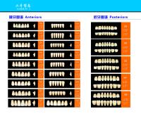 China High Wear Resistance Dental Acrylic Resin Teeth For Biocompatibility for sale