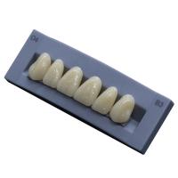 China High Durability Artificial Acrylic Teeth VITA High Stain Impact Resistance Heraeus Form for sale