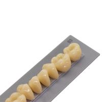 China High Durability Artificial Acrylic Teeth VITA High Stain Impact Resistance Heraeus Form for sale