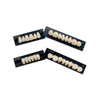 China High Flexibility Composite Dental Acrylic Resin Teeth Standard Size for sale