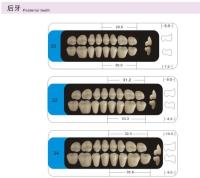 China 3 Layers Acrylic Resin Composite Teeth Denture Standard Size VITA Shade for sale