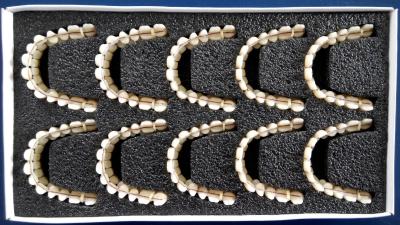 China High Wear Resistance Acrylic Resin Artificial Dentition Composite VITA System for sale
