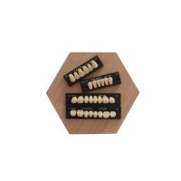 China High Strength Dental Acrylic Resin Teeth Compatible With VITA System for sale