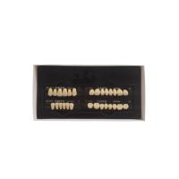 China High Strength Dental Acrylic Resin Teeth Compatible With VITA System for sale