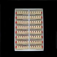 China Incisor (2×1)×16 Dental Acrylic Resin Composite Denture VITA System False Teeth for sale
