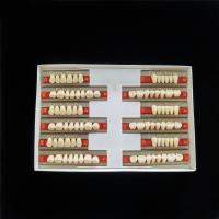 China High Resistance 2 Layers Acrylic Resin Teeth Synthetic Polymer Artificial Teeth Composite Denture for sale