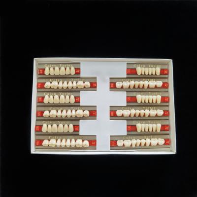 China High Resistance 2 Layers Acrylic Resin Teeth Synthetic Polymer Artificial Teeth Composite Denture for sale