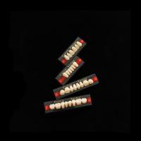 China High Resistance 2 Layers Acrylic Resin Teeth Synthetic Polymer Artificial Teeth Composite Denture for sale