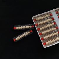 China CE ISO High Durability Dental Acrylic Resin Teeth Dentadura Posteriors Upper (8x1)x12 36# Manufacturer for sale