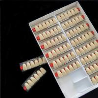 China Stain Resistance Dental Artificial Teeth Acrylic Resin Incisor 2x1 Manufacturer CE ISO Composite Dentadura for sale