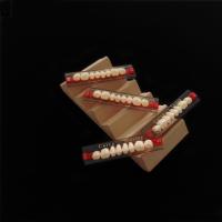 China Acrylic Resin Teeth Posteriors Upper (8x1)x12 High Wear Resistance Composite Dentadura CE ISO Manufacturer for sale