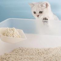 China Deodorizing Biodegradable Cat Litter Flushable Most Natural Cat Litter for sale