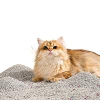 China Customized Bentonite Cat Litter 10 Kg Organic Sodium Bentonite Kitty Litter for sale