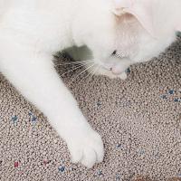 China Pet Cleaning Bentonite Clay LitterDust Free Clumping Cat Litter With Colored for sale