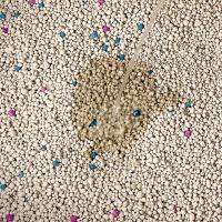 China Pet Cleaning Bentonite Clay LitterDust Free Clumping Cat Litter With Colored for sale