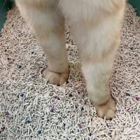 China Customized Tofu Bentonite Mixed Cat Litter - Dust Free, Super Absorbent, Flushable | 3-5 Day Production for sale
