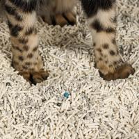 China Starhong Mixed Cat Litter Dust Free High Absorption with Tofu + Bentonite Formula for Multi-Cat Households for sale