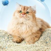 China Starhong Bentonite Tofu Mixed Cat Litter - Dust Free Clumping Formula for Multi-Cat Households with 10+ Years Manufacturing Experience for sale