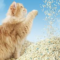 China Starhong Bentonite Tofu Mixed Cat Litter - Dust Free Clumping Formula for Multi-Cat Households with 10+ Years Manufacturing Experience for sale