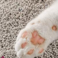 China Free Samples Arena Para Gatos Strong MSDS Certificate Clumping Bentonite Cat Litter Sand for sale