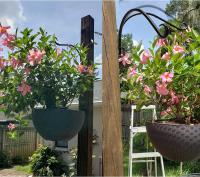 China Silver Hardware Included 12 Inches Swivel Plant Hangers Outdoor 2 Pack Black Iron Plant Hanging Hook Bracket for sale