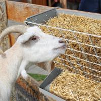 China Hay Feeder Wall Mount Free Standing Heavy Duty Sheep Hay Feeder Livestock Feeder with Mineral Grain Tray for sale