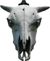 China Skull Hook for Deer Mule Antelope Coyote and Small Game Animals Wall Mount Bracket Hangers for sale