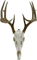 China European Style Skull Hanger Customized Logo Original Animal Skull Wall Mount Bracket for sale