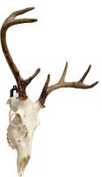 China Customized Thickness European Mount Skull Hanger The Perfect Deer Head Mounting Solution for sale