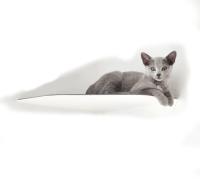 China Cat Wall Shelves Furniture Bracket for Climb and Scratching Standard Size Brushing Rack for sale