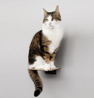 China Versatile Steel Cat Wall Shelf Wall Furniture Perch Cat Hammock Bed Metal Cat Climber for sale