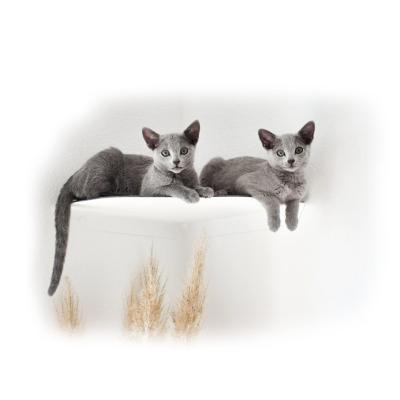 China Wall-Mounted Cat Shelf Modern Metal Cat Room Seat with Pre-Drilled Installation for sale