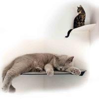 China Wall-Mounted Cat Shelf Modern Metal Cat Room Seat with Pre-Drilled Installation for sale