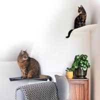 China Wall-Mounted Cat Shelf Modern Metal Cat Room Seat with Pre-Drilled Installation for sale