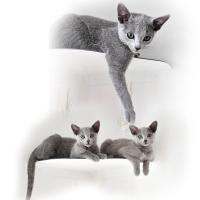 China Wall-Mounted Cat Shelf Modern Metal Cat Room Seat with Pre-Drilled Installation for sale
